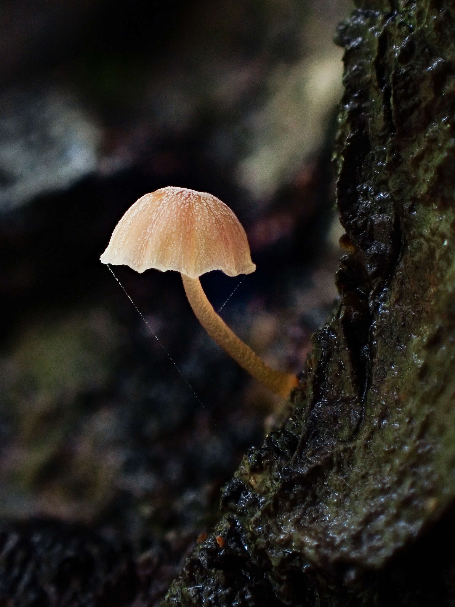 TG-7 Focus Stacking & Bracketing | OM SYSTEM